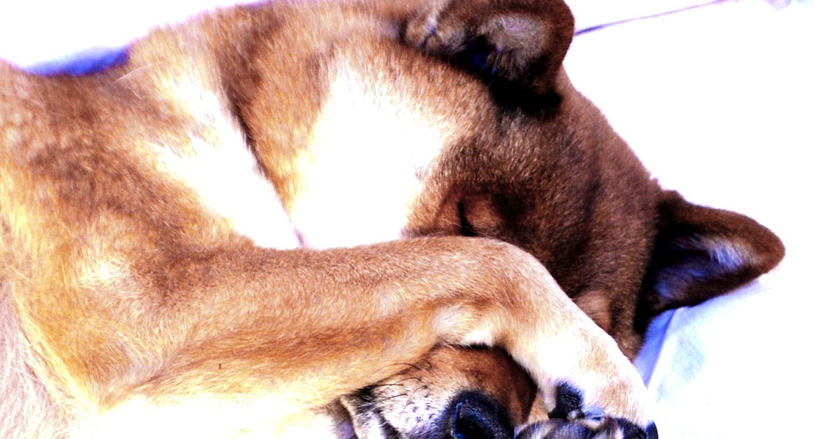 All About Our Pets: 5 Signs of Pain in Your Pet