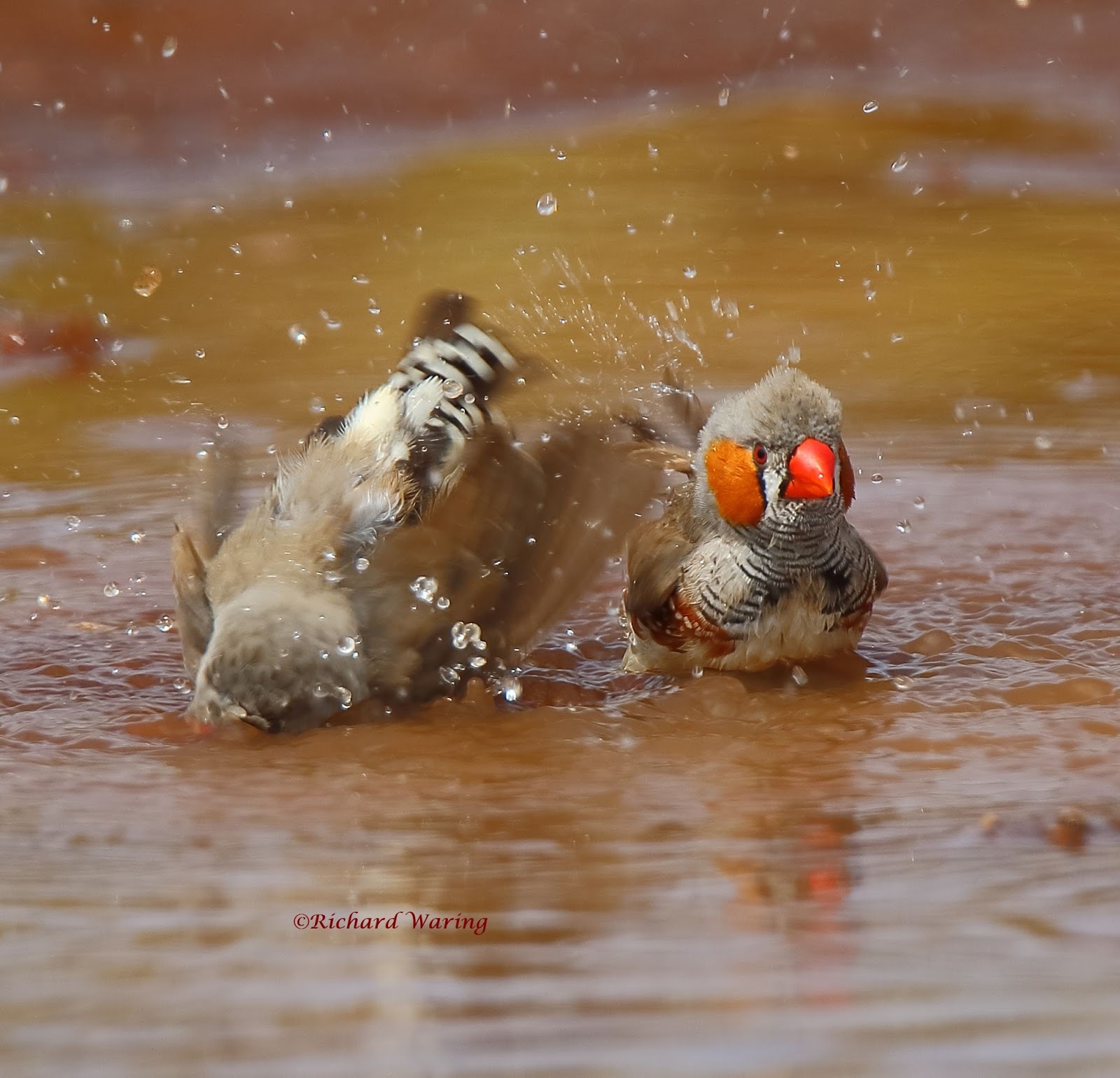 Richard Waring's Birds of Australia: A (loving?) couple of Zebra Finches
