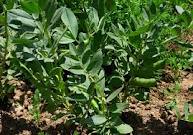 LA VIDA DEL CAMPO.: cultivo de aba