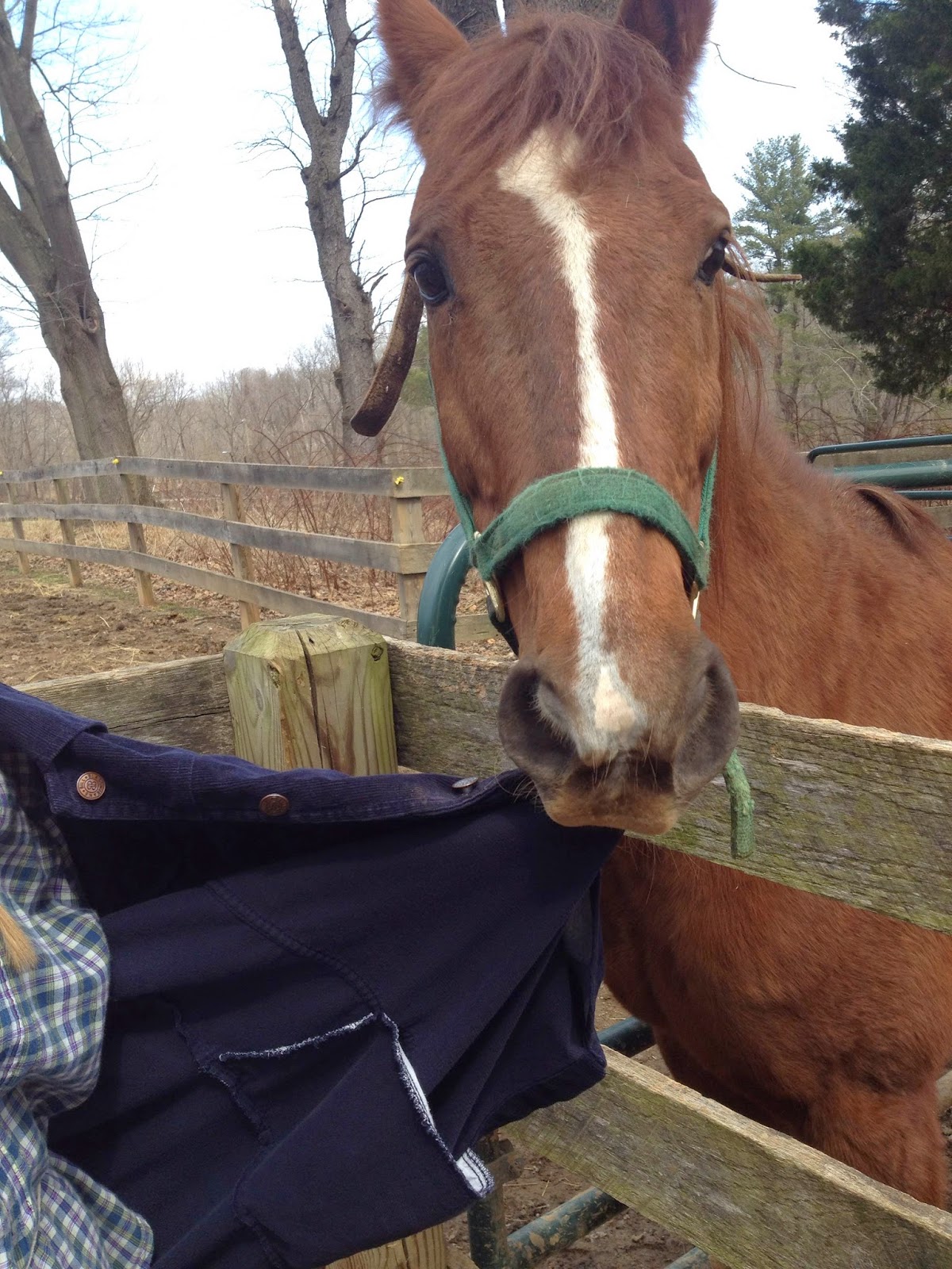 Working as a Counselor at Wheaton Park Stables Summer Camp