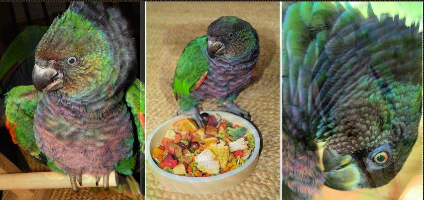 Imperial Amazon (Amazona imperialis)