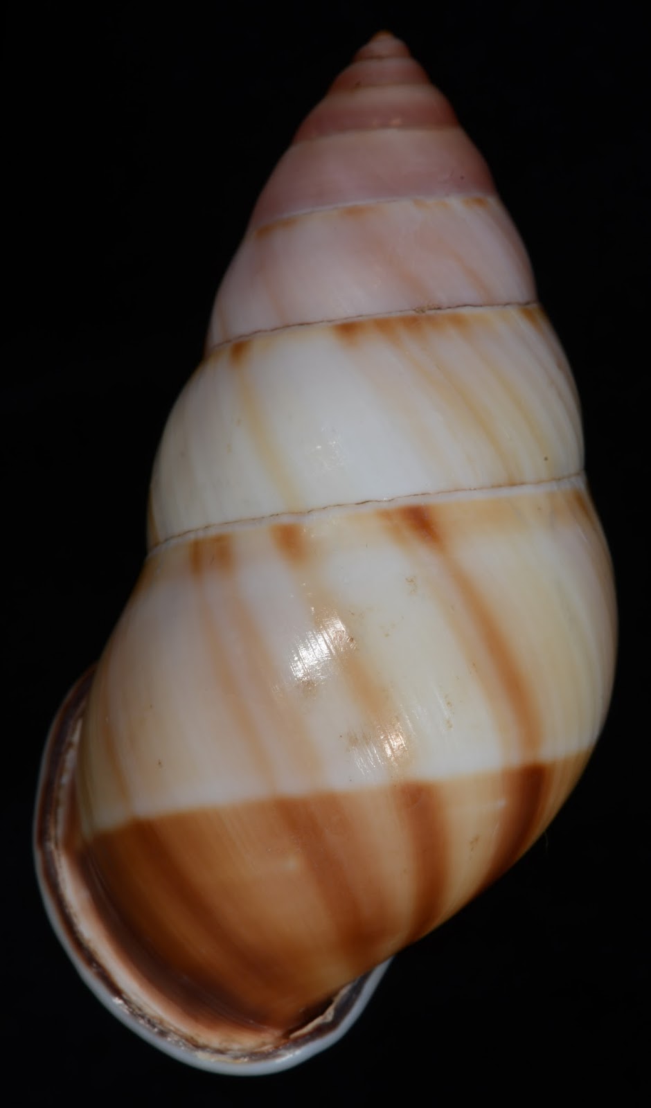 Dr. Lee's Gallery Museum: Amphidromus inversus annamiticus 56.25mm ...