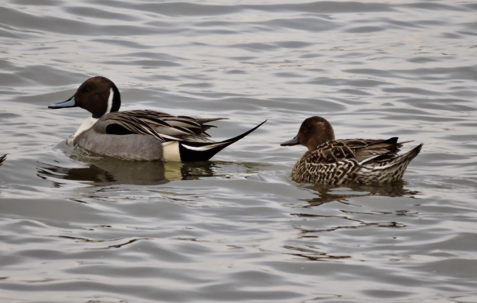 Scene Through My Eyes: Pintail Ducks