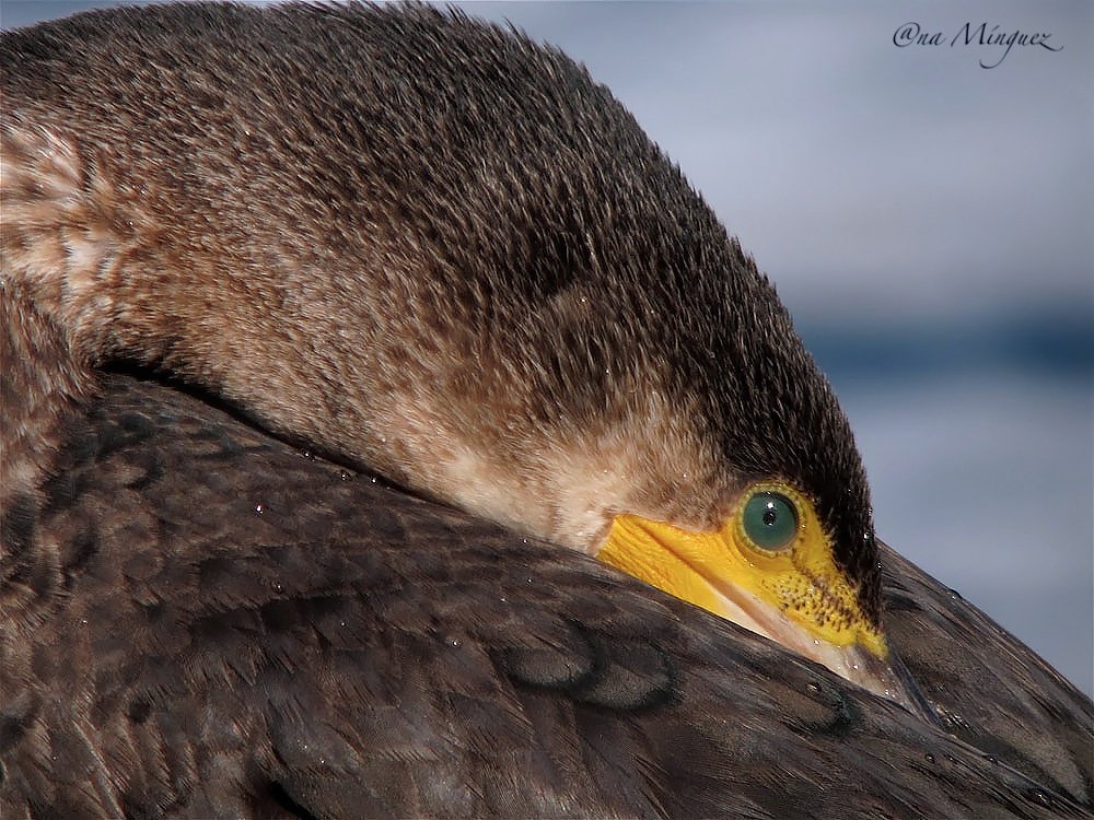 NATURANAFOTOS: Gaviotas/Cormoranes/Seabirds