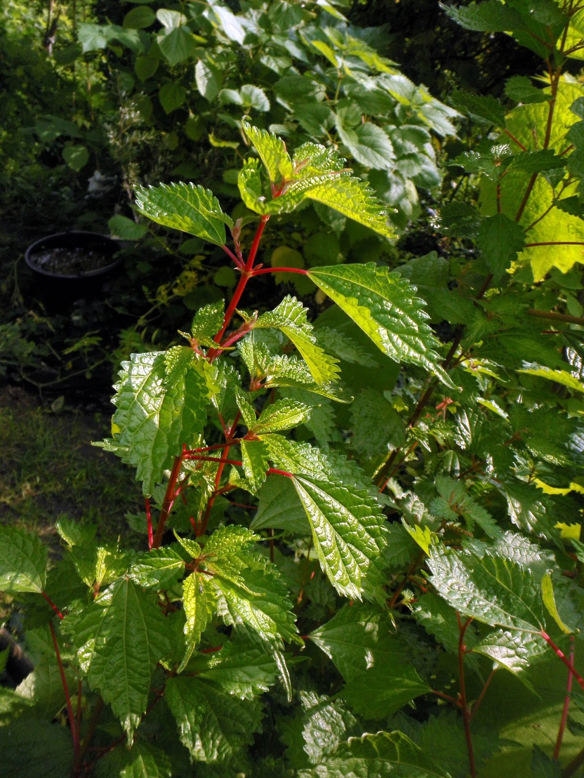 False Nettles - Ramie cousins (Boehmeria sp. div.)