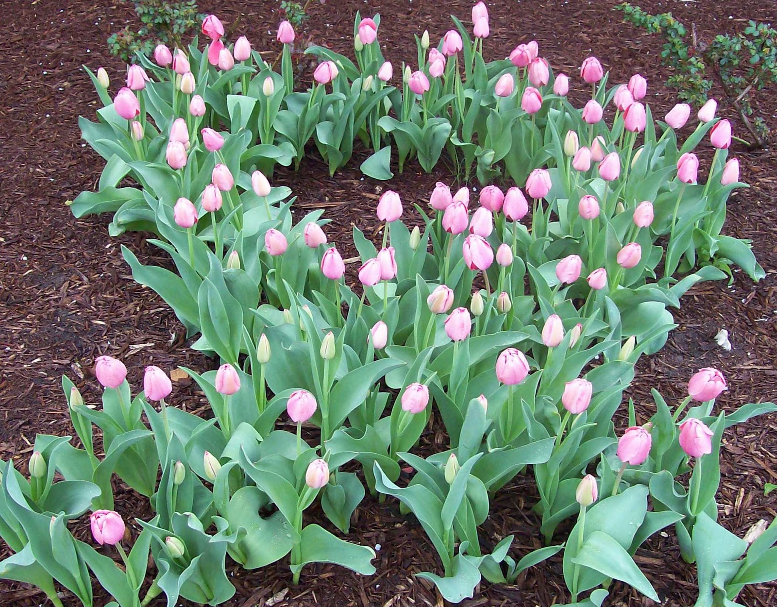 Tulip flower: How to Design Pink Tulip Flower Gardens