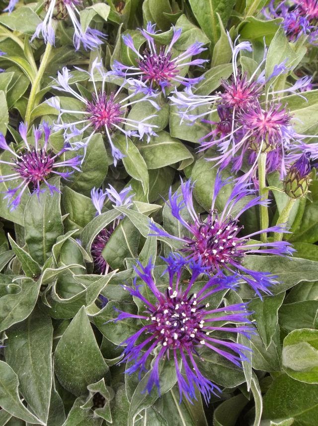 Future Plants by Randy Stewart: Centaurea
