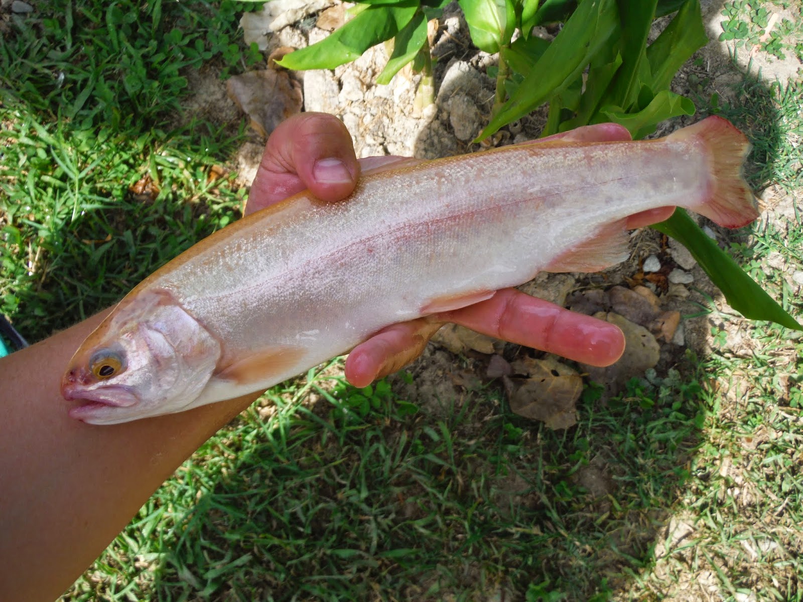 Espacio de Pesca: Pesca de Truchas, Truchera Piedra Lisa, Girardota ...