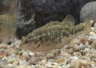 INDONESIAN FRESHWATER FISH COMMUNITY - IFFC: 2 Species of Family ...