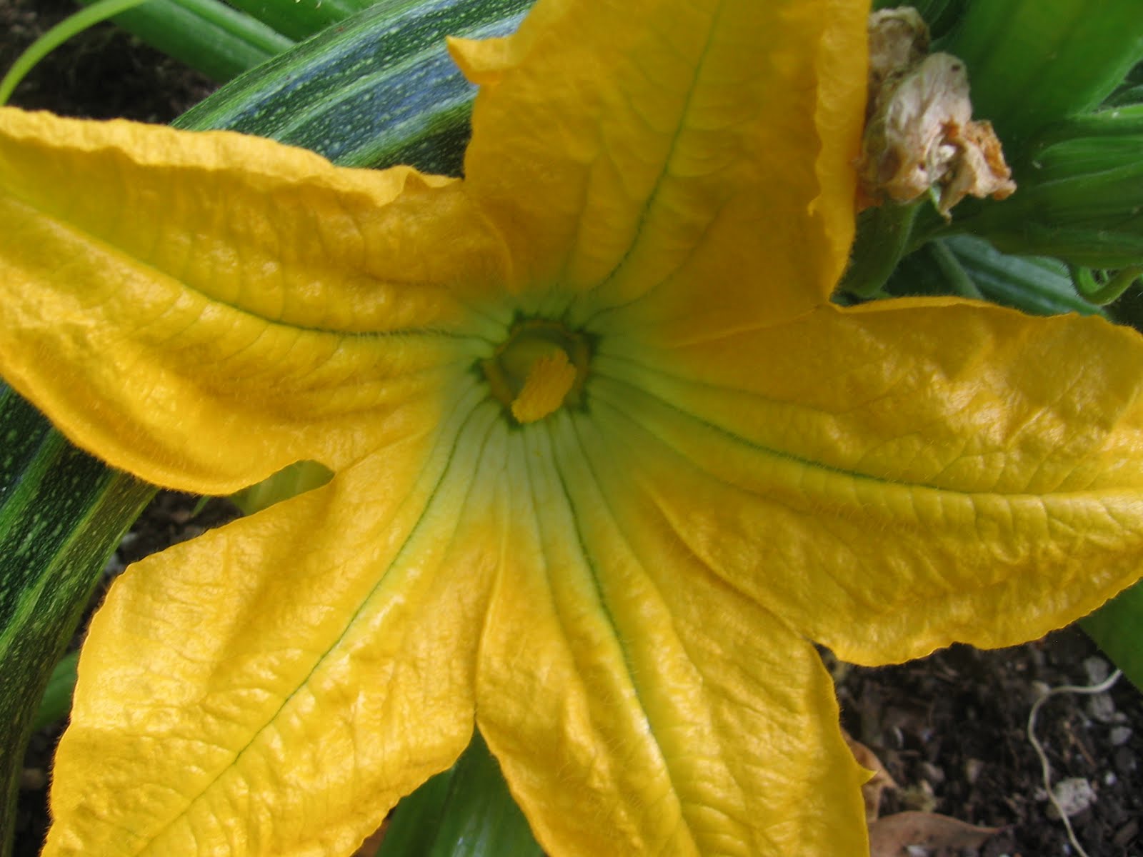 BB's Bountiful Backyard: First Zucchini Harvest