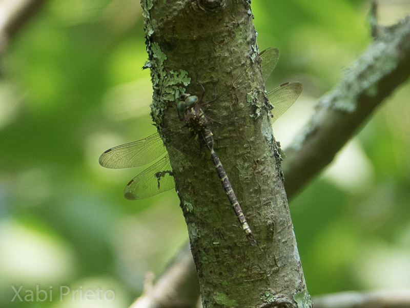 Bichos e demais familia: Libélulas de río
