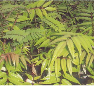 welcome: BUDIDAYA TANAMAN SUREN