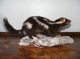 ZORILLA ~ ZOOworld!!!