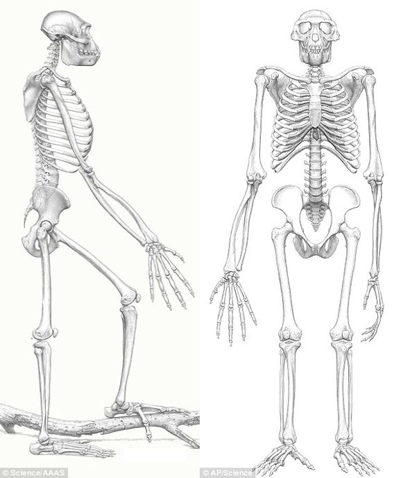 The Subversive Archaeologist: Human Evolutionary Theory In Tatters ...