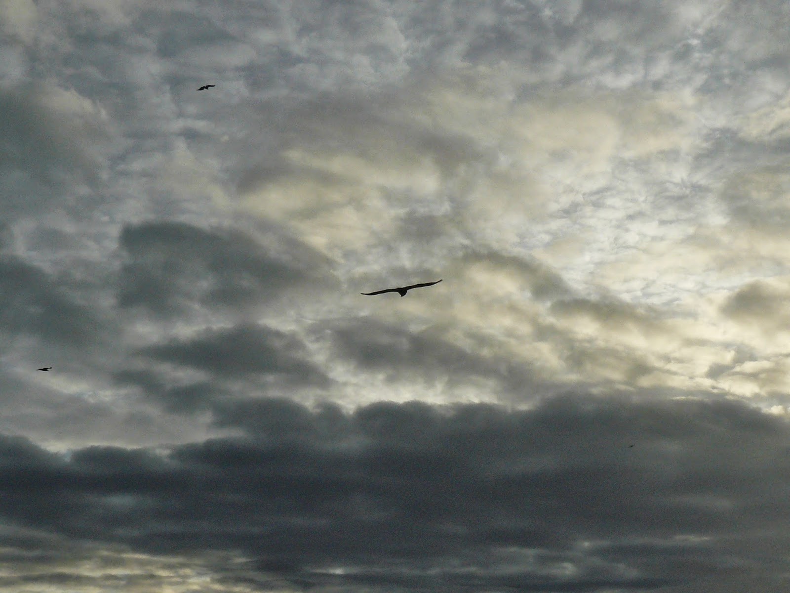 Bird...gi (cuaderno de campo): marzo 2014