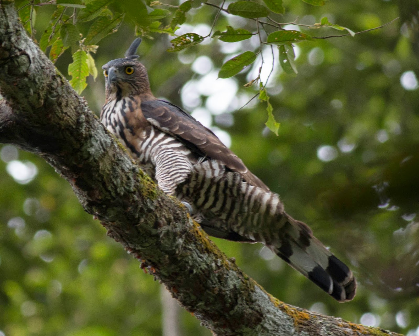 SOUTH EAST ASIA BIRDS - Malaysia birds paradise: The Wallace's hawk ...