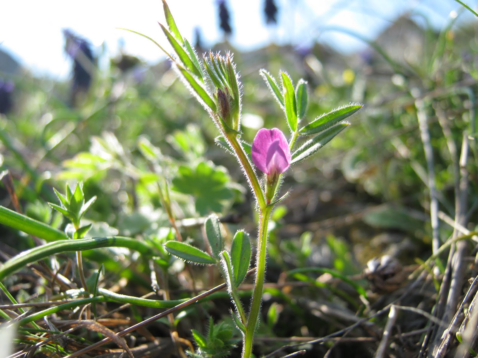 Country inside: Grota Zmeului de la Enisala ~18 Aprilie 2011~ (postată ...