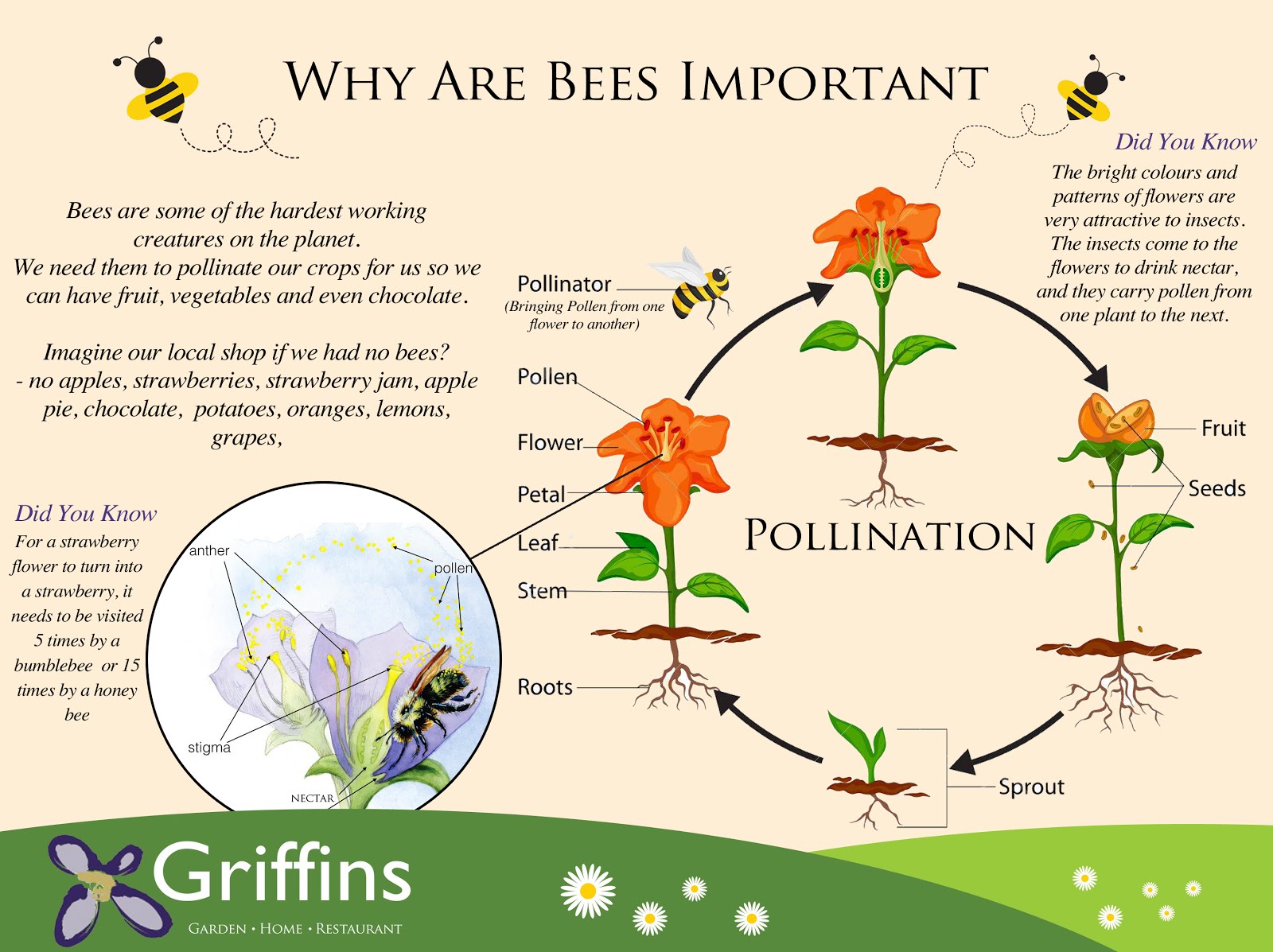 Bee Happy , Bee Friendly , Our Fun Facts about Bees