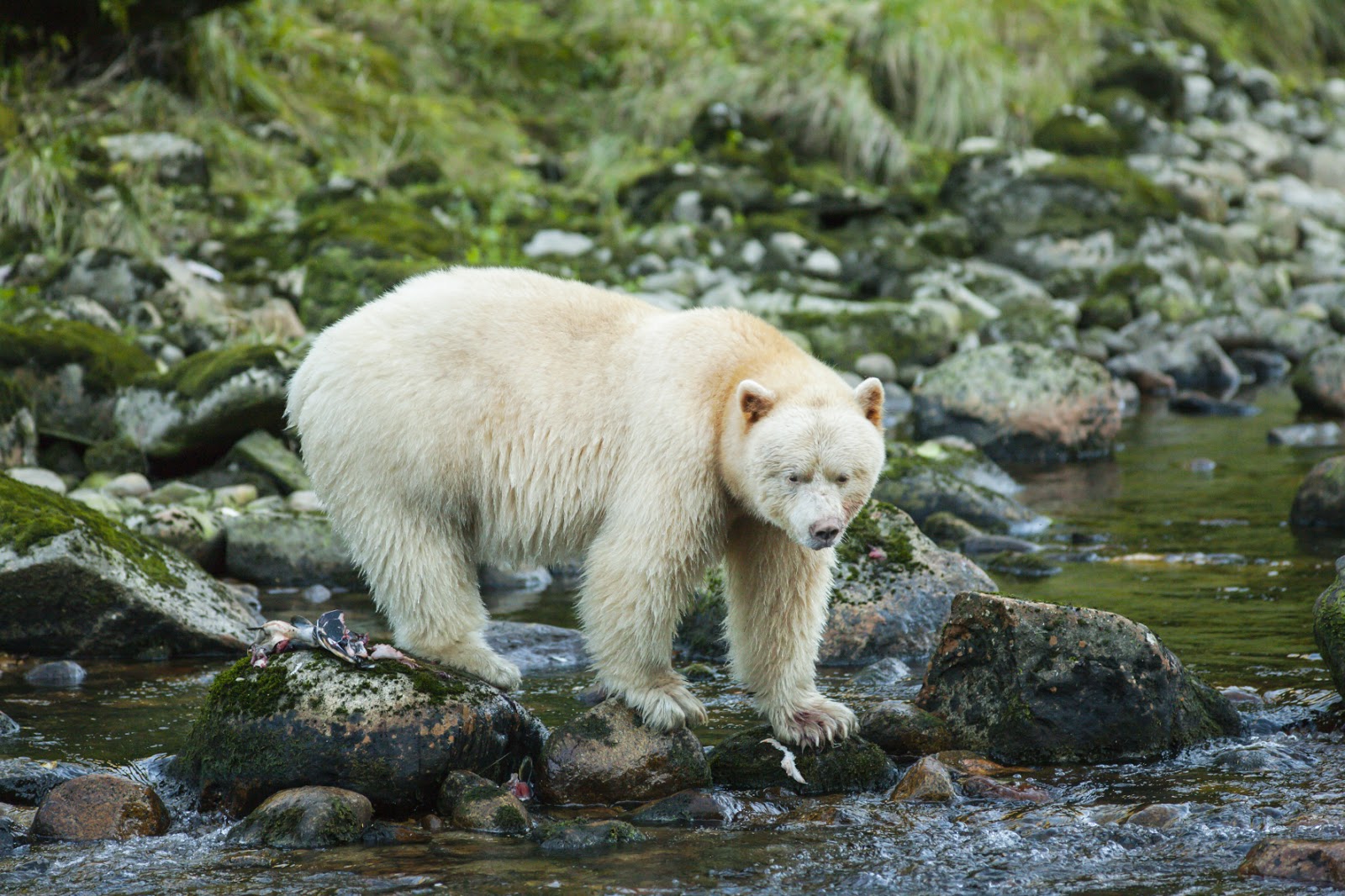 Banco de Imágenes Gratis: Oso Spirit o Kermode bebiendo agua del río ...