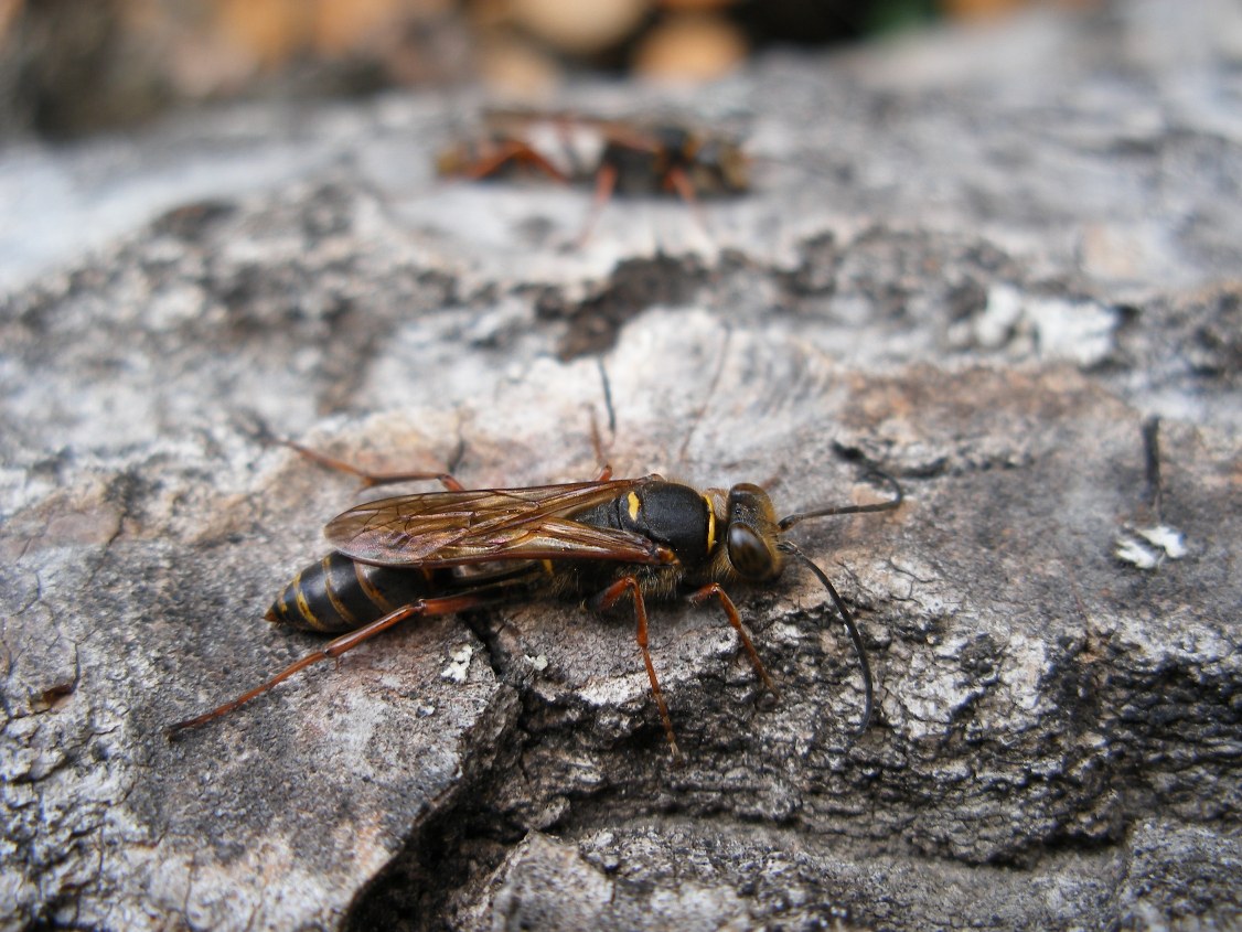 Kaufman Pictures: Rovarok és más gerinctelenek