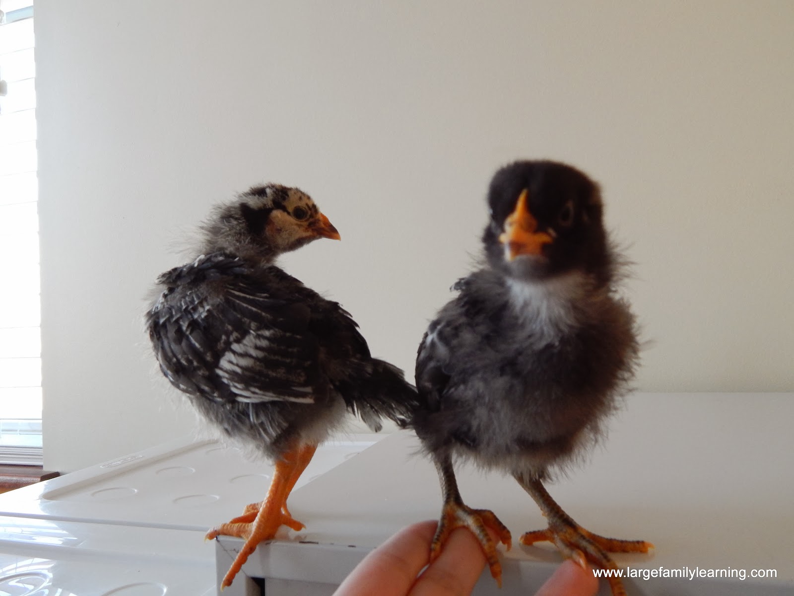 Large Family Learning : Raising Baby Chicks: 2 Weeks Old (Part 1)