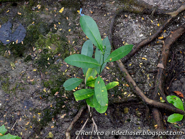 tHE tiDE cHAsER: Mangrove Lime (Merope angulata)