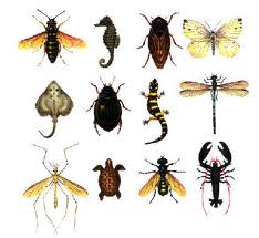 Info Shqip: Insektet “sulmojnë” vendin