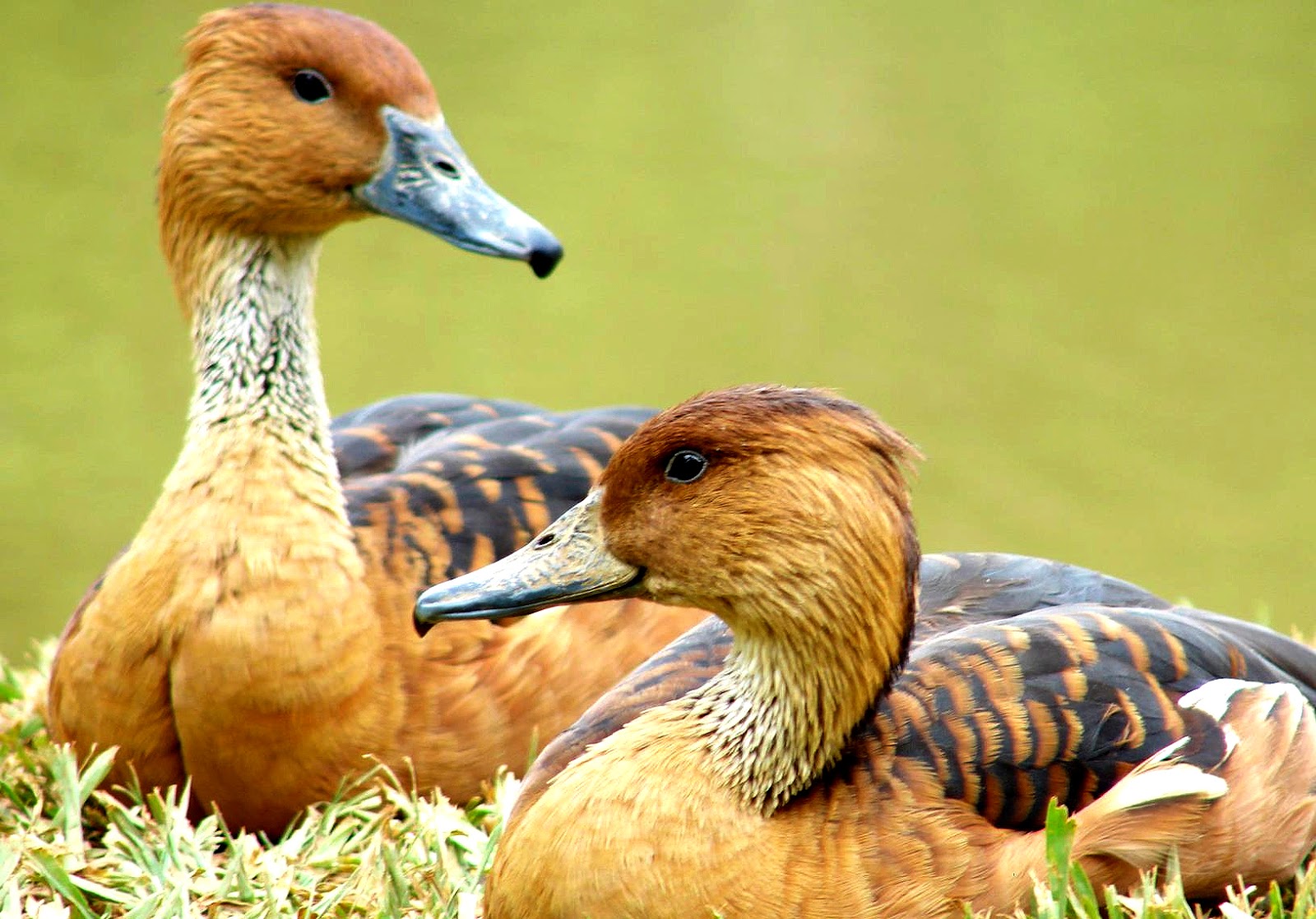 Bellas Aves de El Salvador: Dendrocygna bicolor (pichiche real, canelo ...