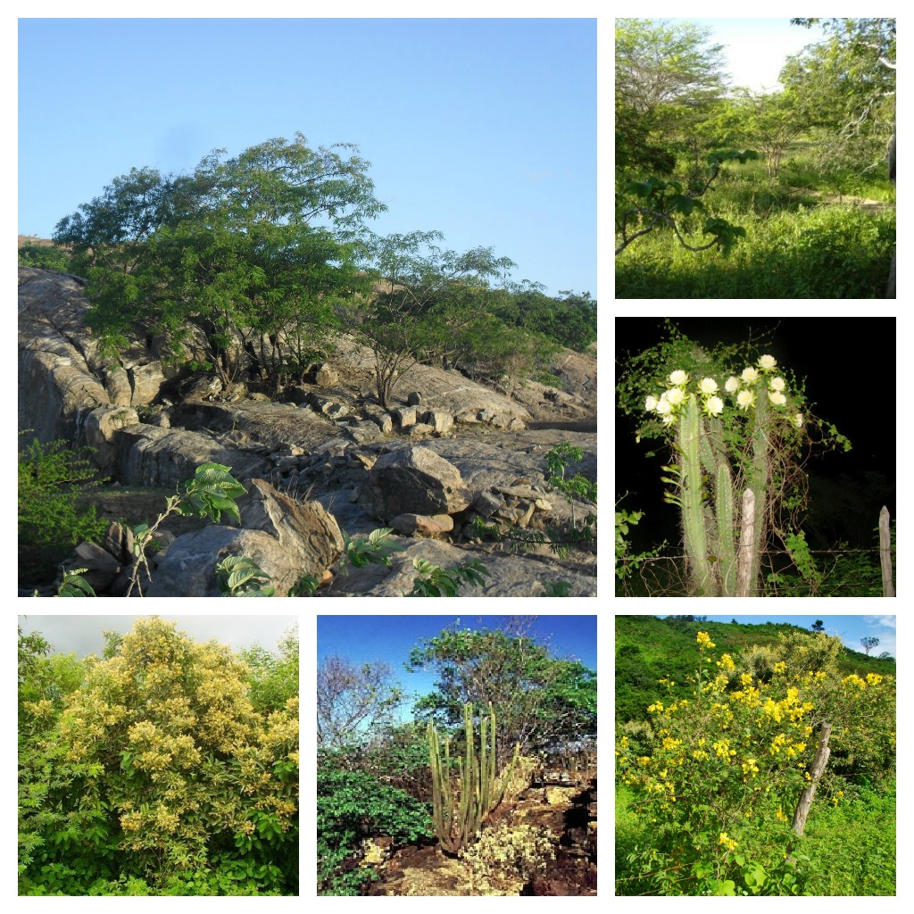 VENTO NORDESTE: O RICO E SURPREENDENTE BIOMA DA CAATINGA