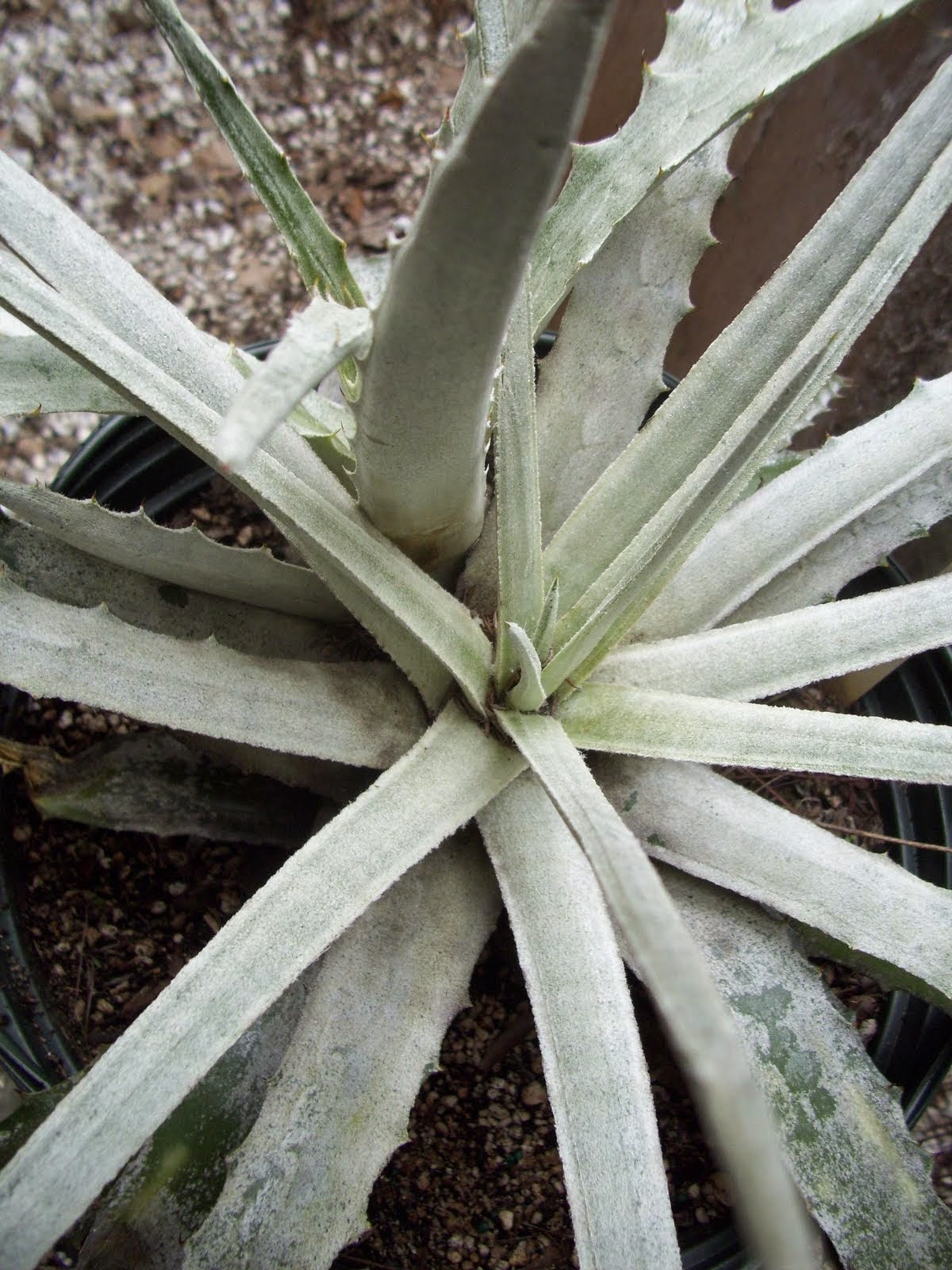 Succulent Bromeliads and others : A word about Hechtia's