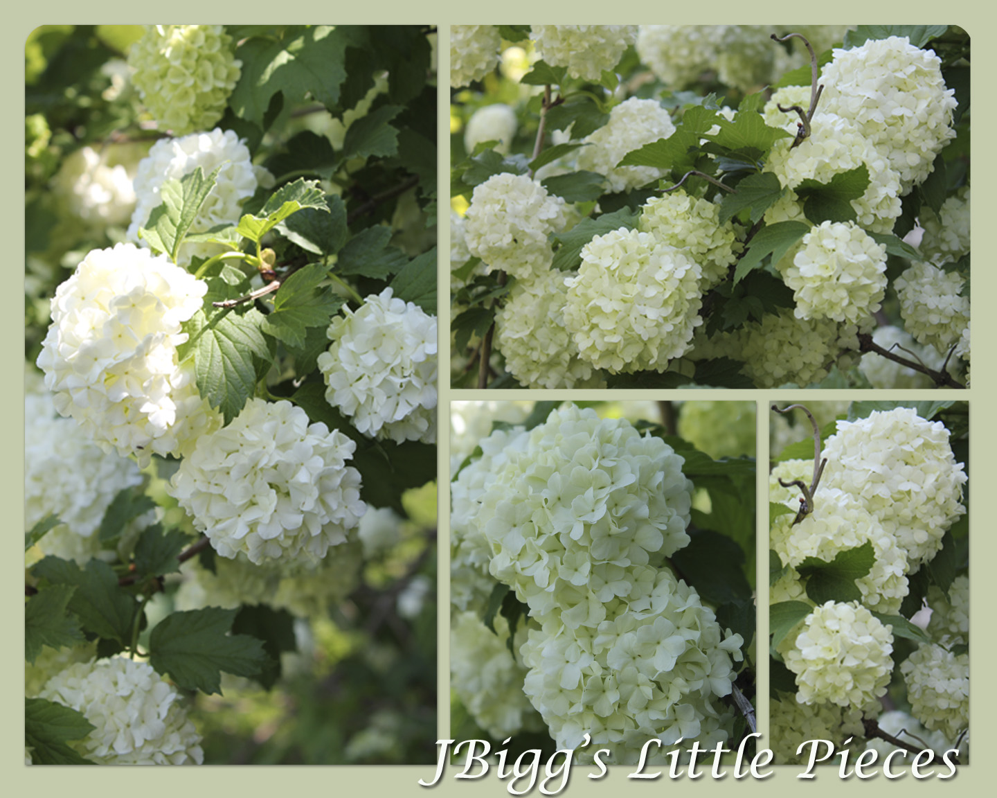 JBigg: Life in Kentucky: Snowball Bush