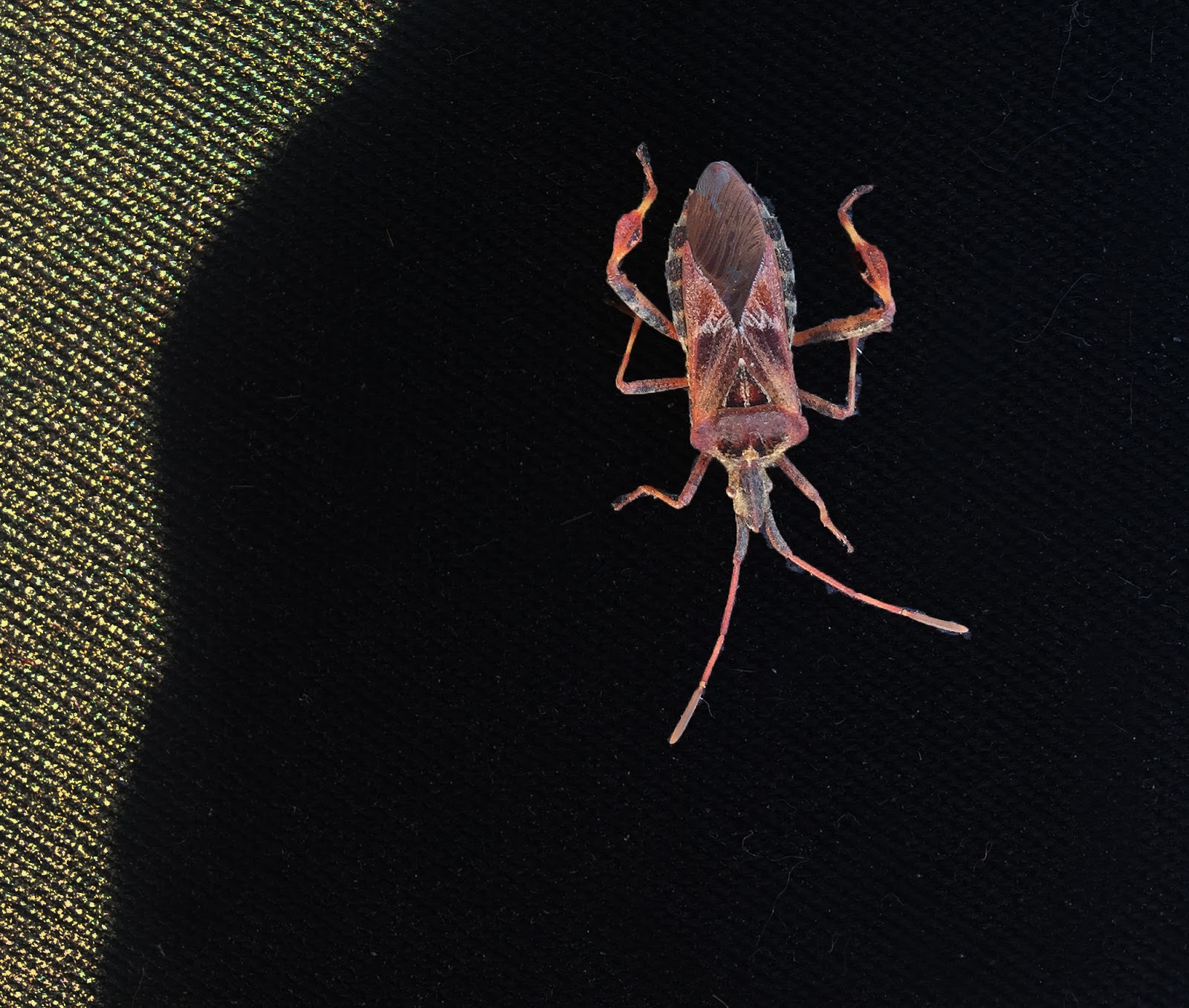 Shoreline Area News: Gloria Nagler: Shield bugs stink!