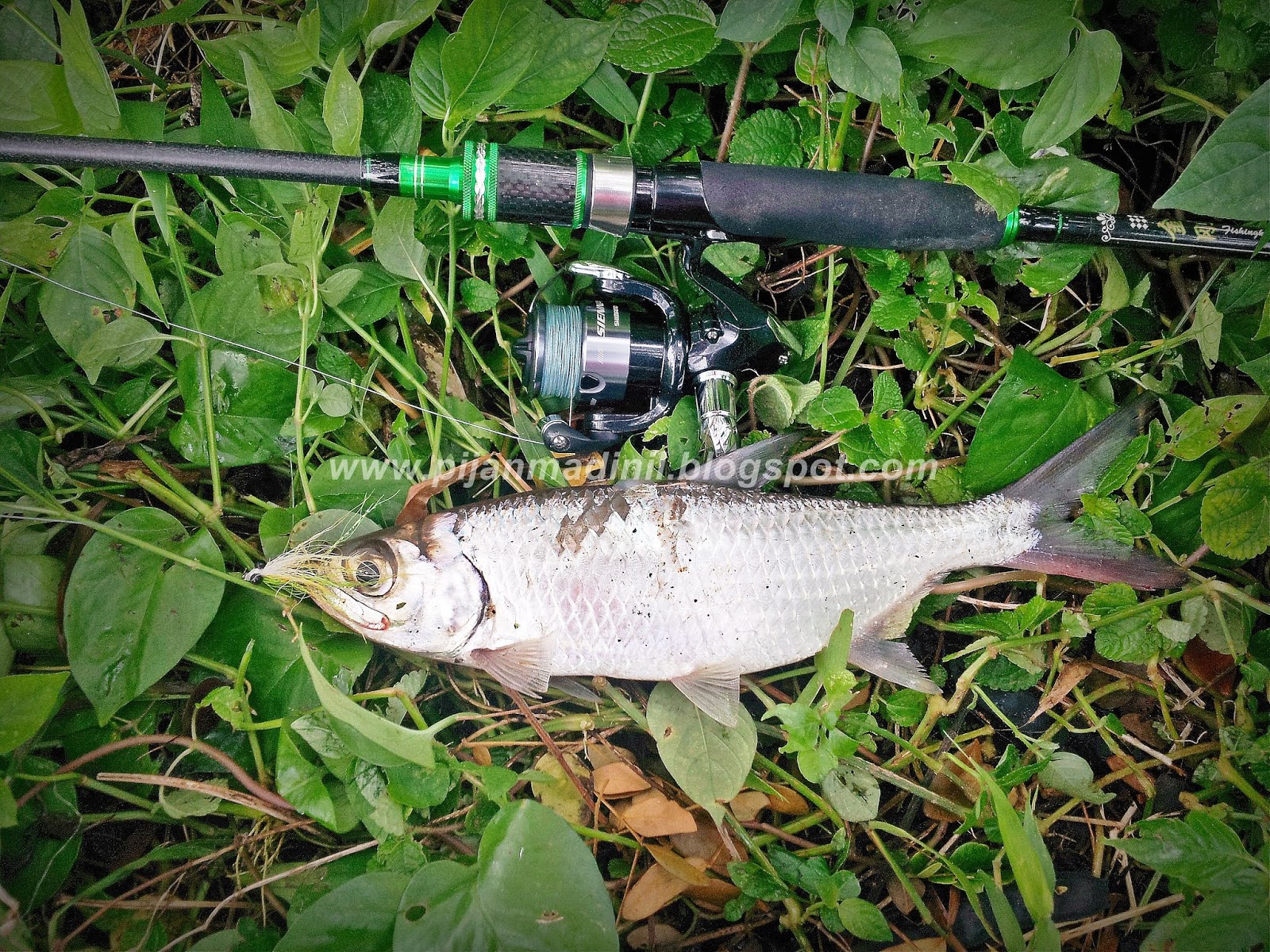 The Other Side of Me: Ikan Bulan @ Tarpon #26-27/2018