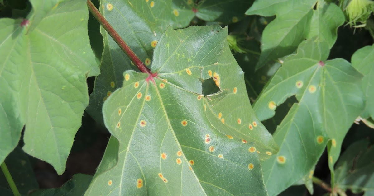 NMSU Plant Clinic: Southwestern Cotton Rust Diagnosed in Southern New ...