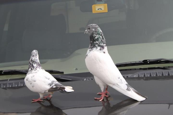 Beautiful High Flying Pigeons Pairs ~ Pigeons Photos | Pigeons Care ...