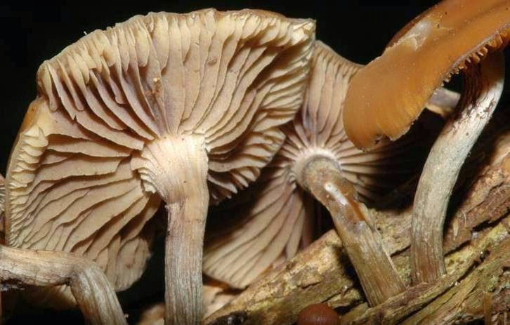 The Nature of Robertson: Knights Hill wet Eucalypt forest