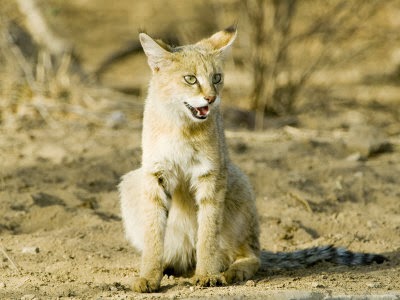 animal species: February 2014