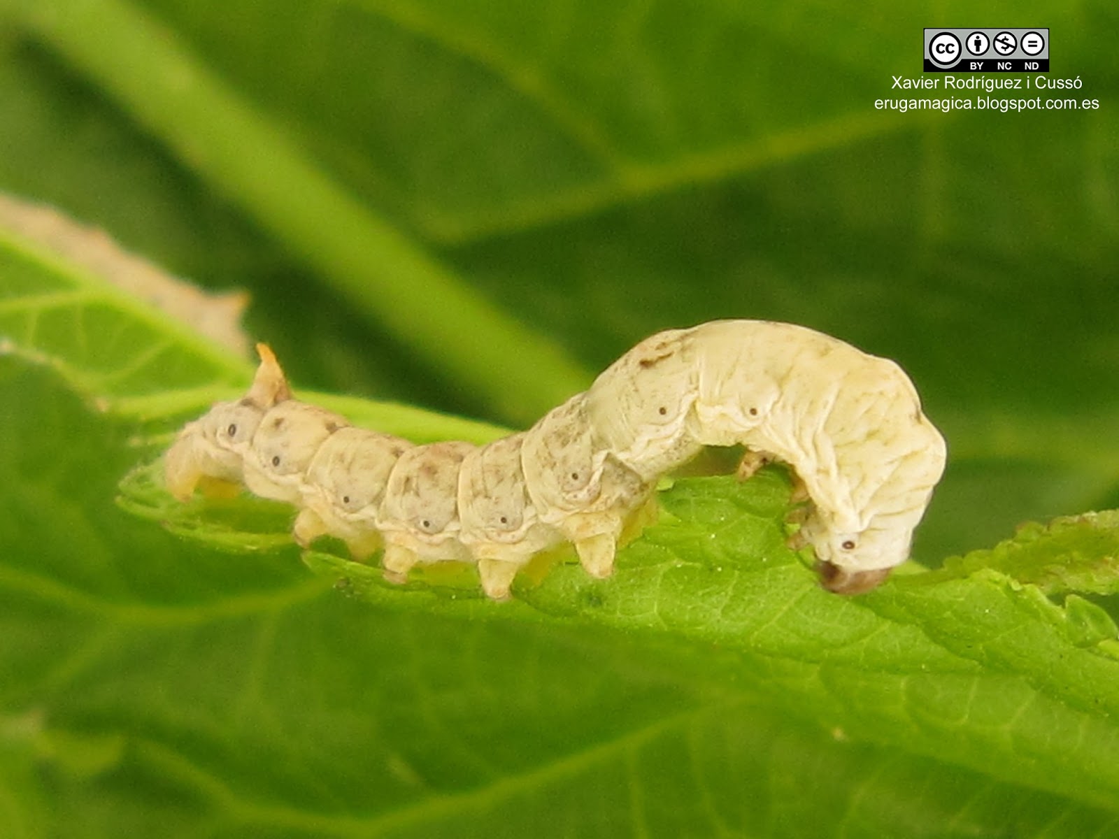 L'eruga màgica: Galeria d'imatges : Groga espanyola nº 1