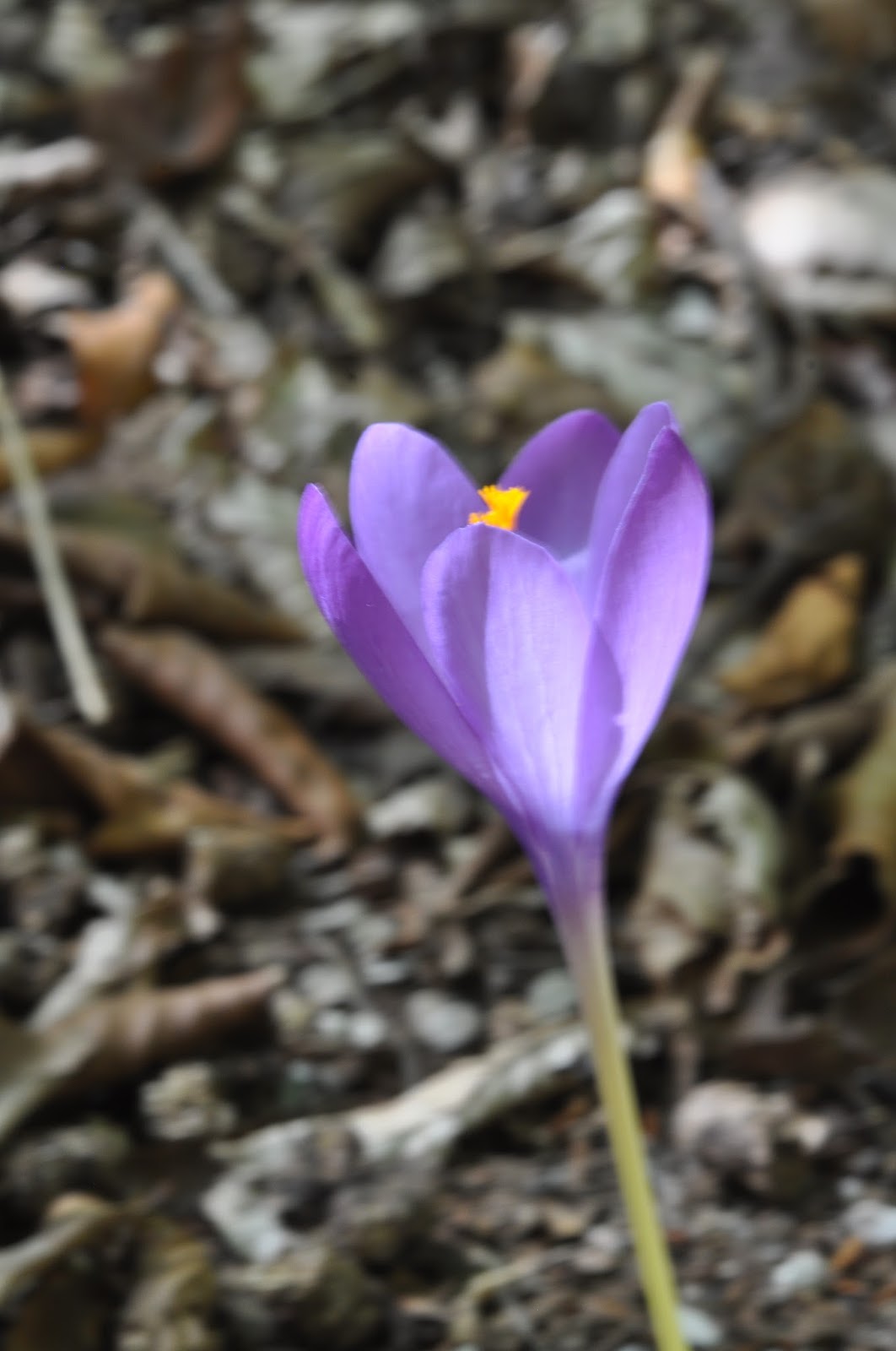 Alpine Garden Society Victorian Group Crocus Autumn Flowering