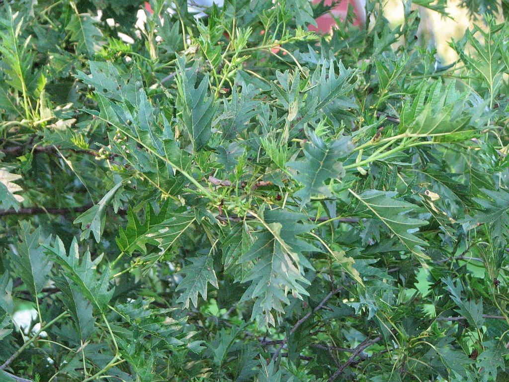 kahe valla piiri peal: ilma ühegi õieta