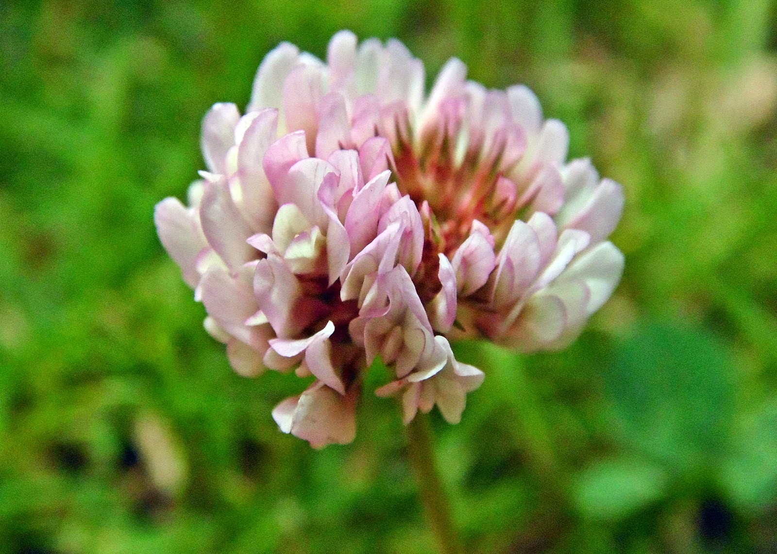 Random Jottings: Peas 'n' Poisons