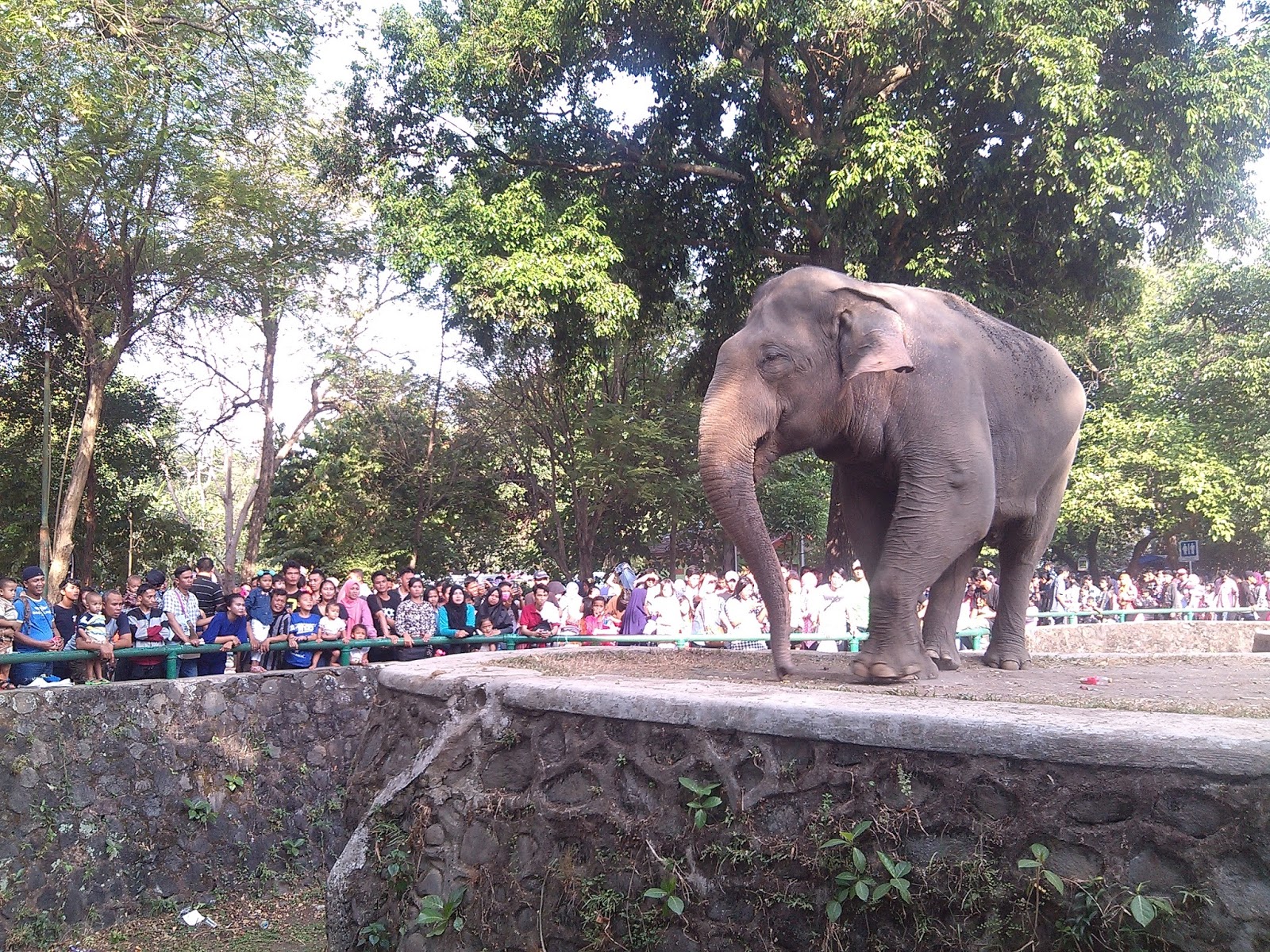 hewan-peliharaan2016: foto ragunan Images