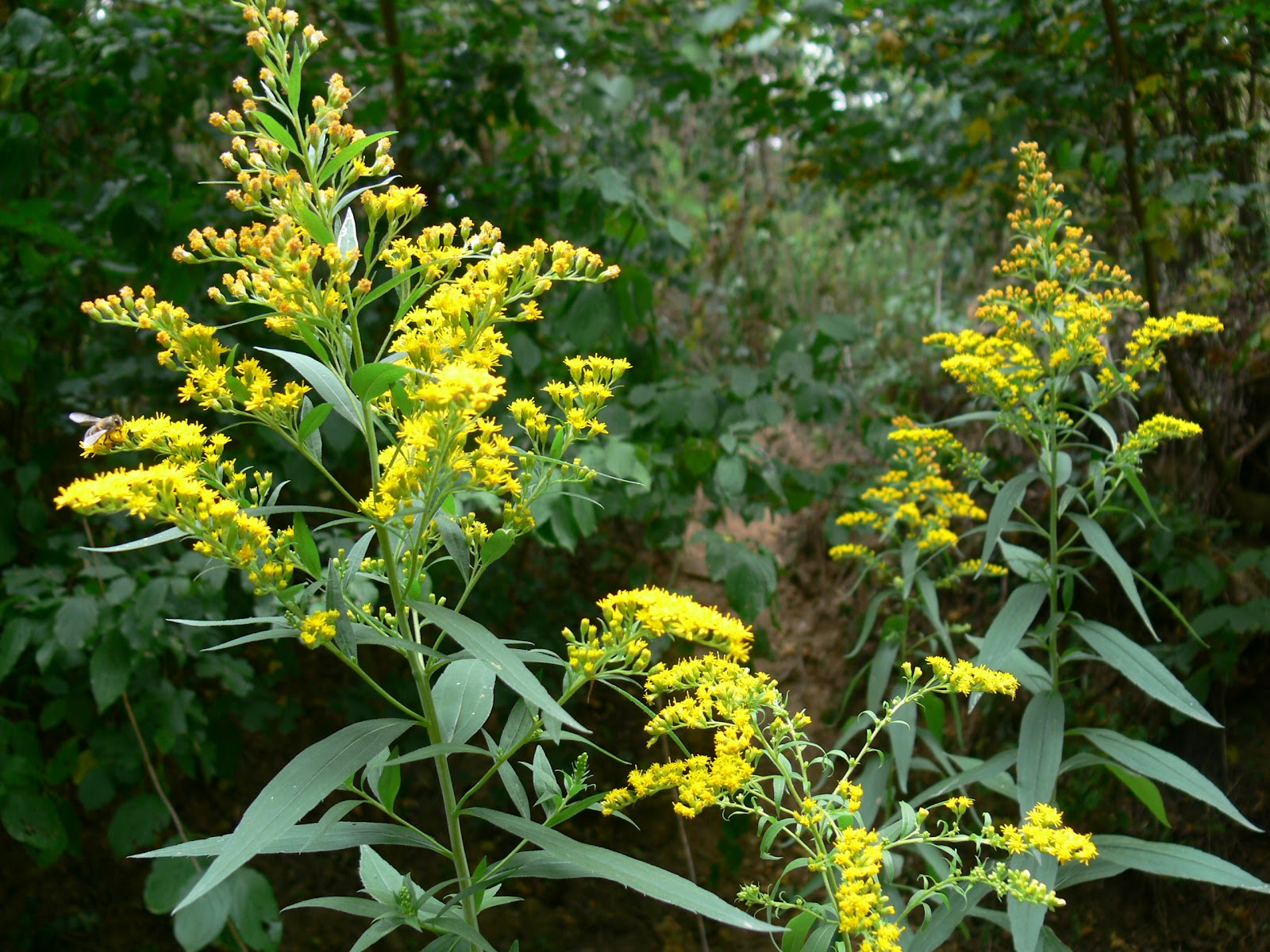 SiklósKert: Aranyvessző (Solidago x hybrida)