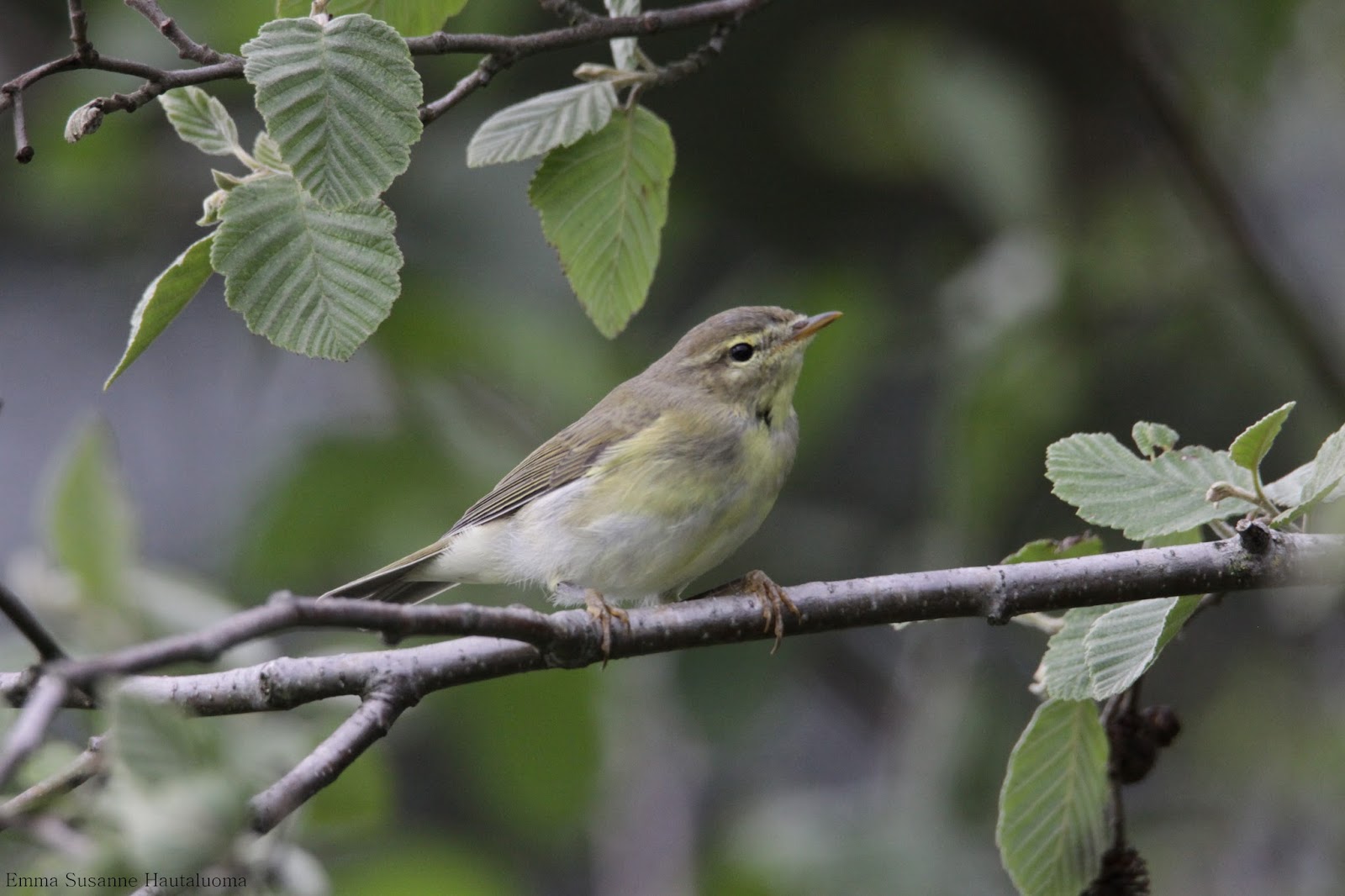 Emma's Photography: Kesän 2016 julkaisemattomat kuvat. / Unpublished ...