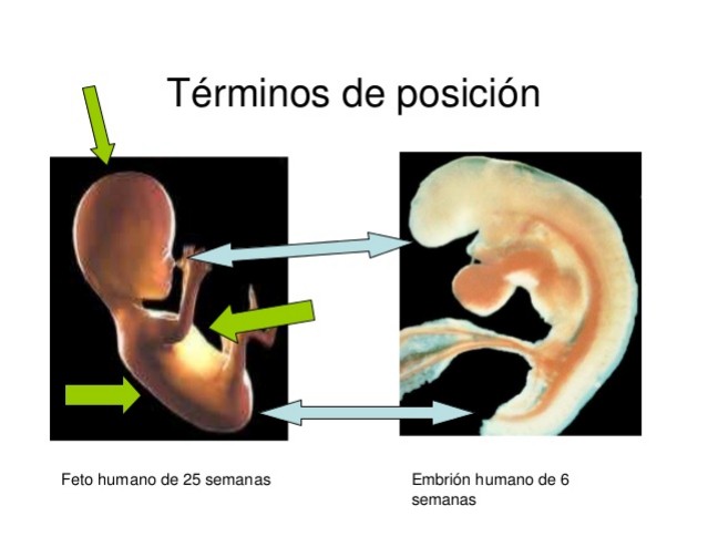 Biología del desarrollo, diferenciación y crecimiento celular