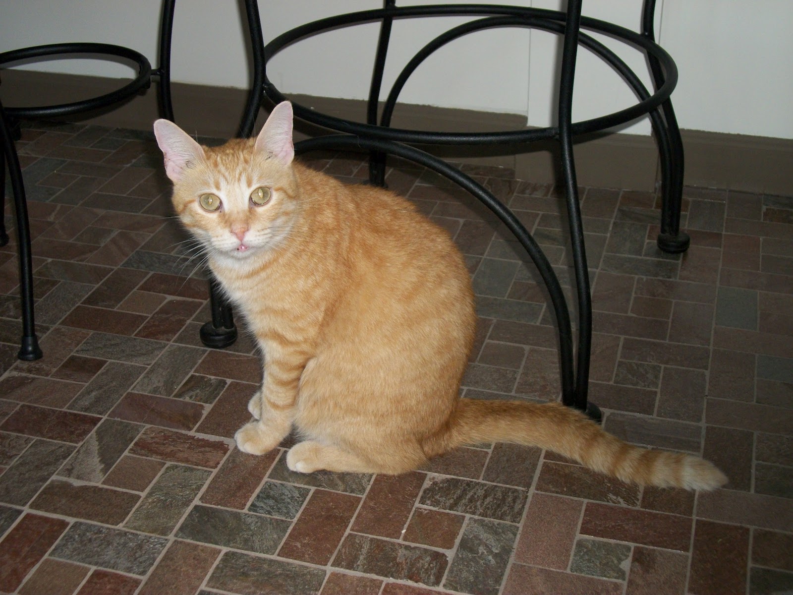 Bloomingdale Missing Cat Bloomingdale Missing Cat