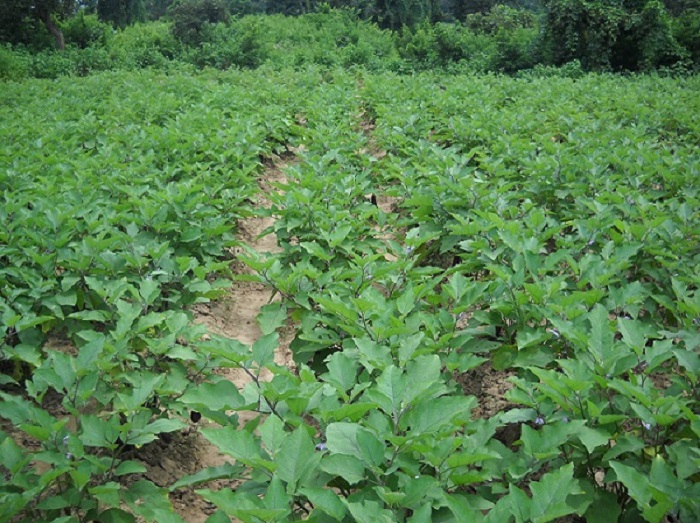 Types of Patta or Deed of settlement prevail in India