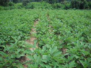 Types of Patta or Deed of settlement prevail in India