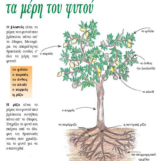 ΚΛΗΡΟΝΟΜΟΣ ΘΕΟΔΩΡΟΣ: ΜΕΛΕΤΗ ΠΕΡ. Γ!