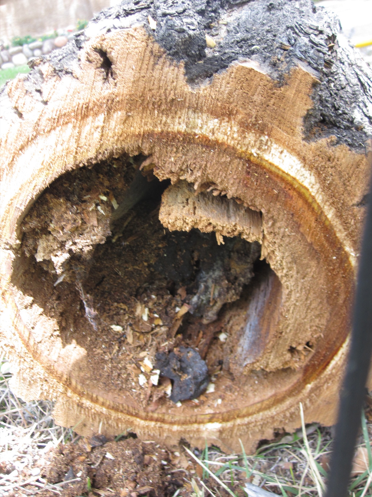 Brown's Downtown Bees: Massive Beehive Removal from the Neighborhood Tree
